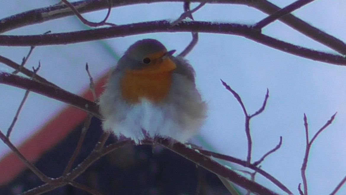 Зарянка осталась зимовать в Царском Селе