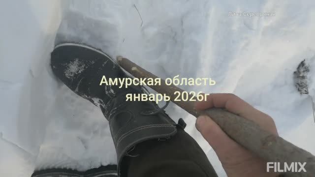 Выжить на Дальнем Востоке: Прогулка с собакой в -40 по зимнему лесу