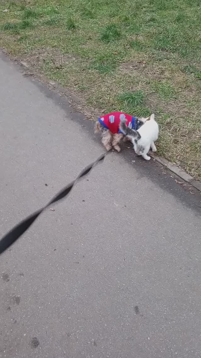 Необычная дружба бездомного котёнка с моим собачкой.