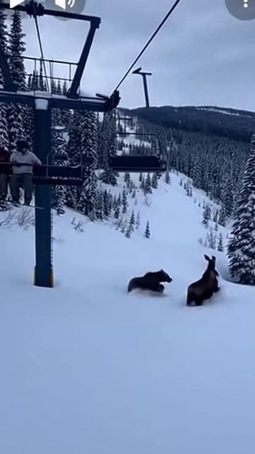 #shorts погоня