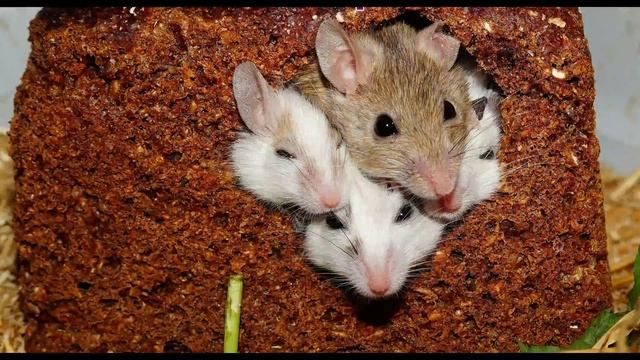 Лучше, чем фиш чипс