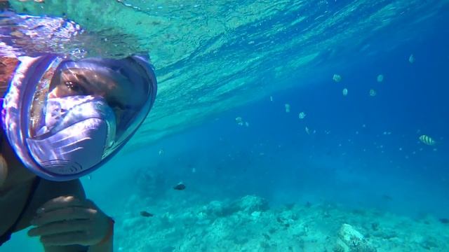 Подводный мир около отеля Sunny Days El Palacio Resort (Санни Дейс Эль Паласио Резорт Хургада,Египет