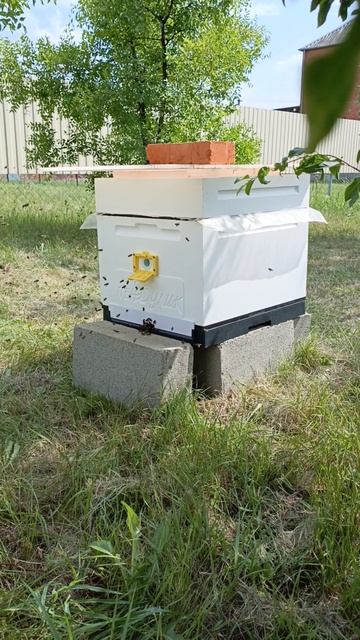 первый пойманный рой