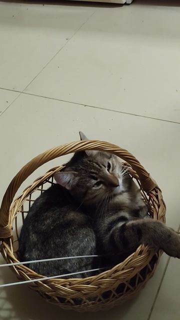 Спят усталые игрушки...