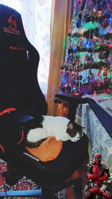 Мурзик, когда стрим ??!!😼🫶😎