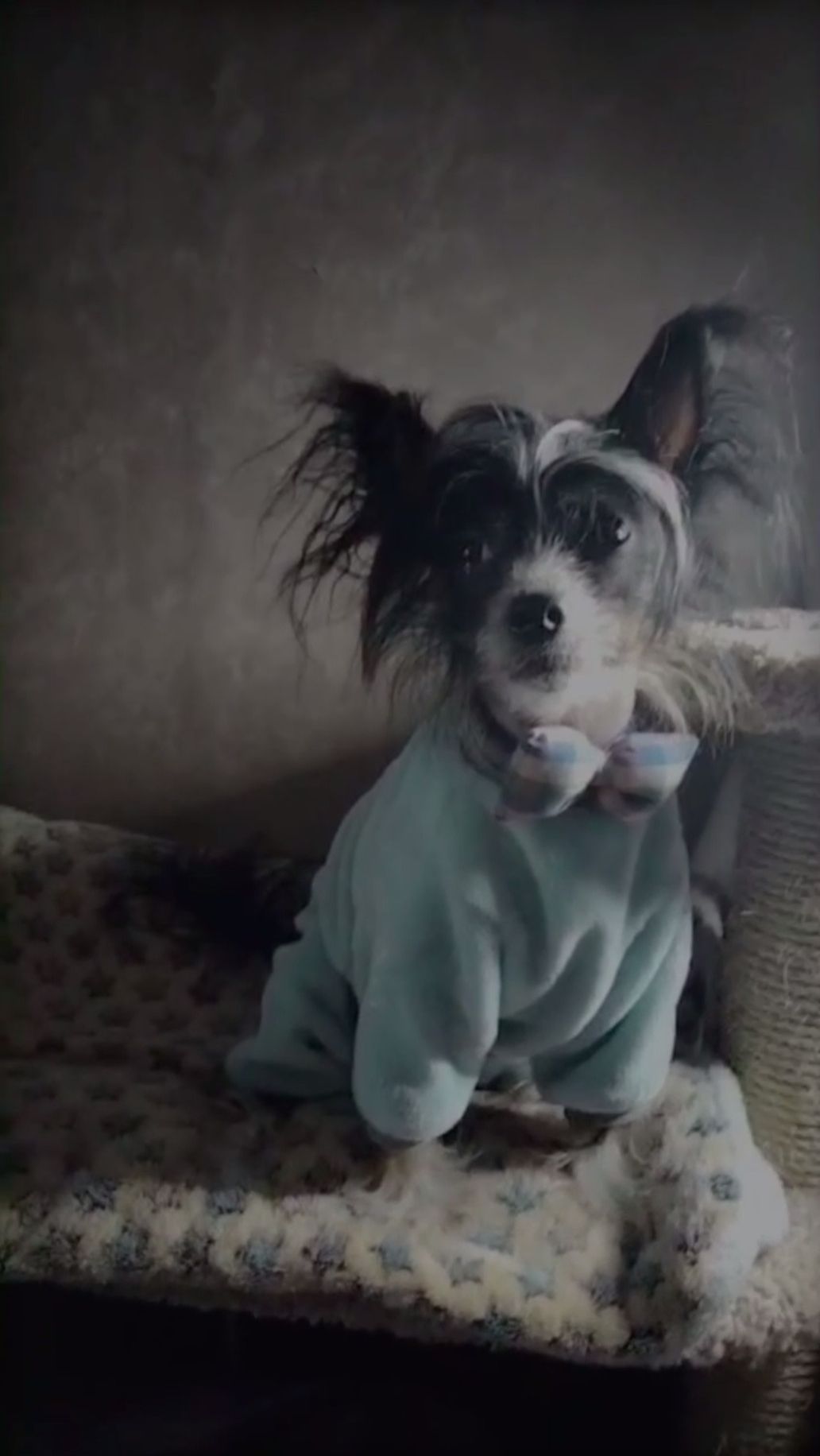 Наш джентльмен Винсент прислал привет. Благодарим Наталья Викторовна