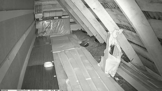 Куницы на чердаке 3 / 12.2025