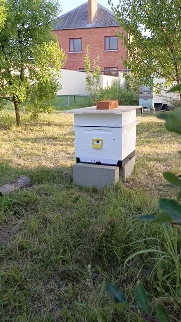 продолжение по первому пойманному рою