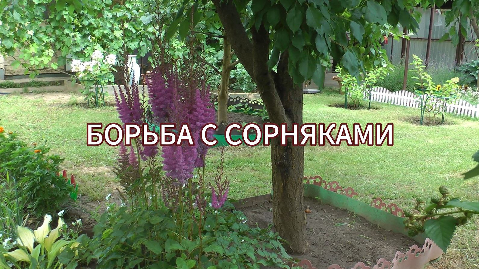 Борьба с сорняками