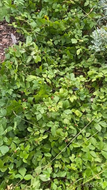 Княженика в Подмосковье