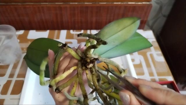 Орхидея с подоконника, продолжение...