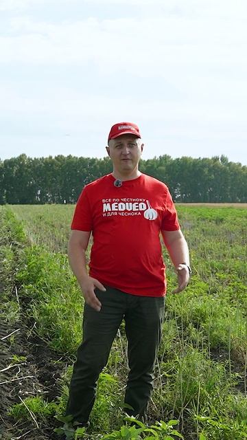 Чем чище чеснок, тем проще убирать #агротехнологии #чеснок #купитьтехнику