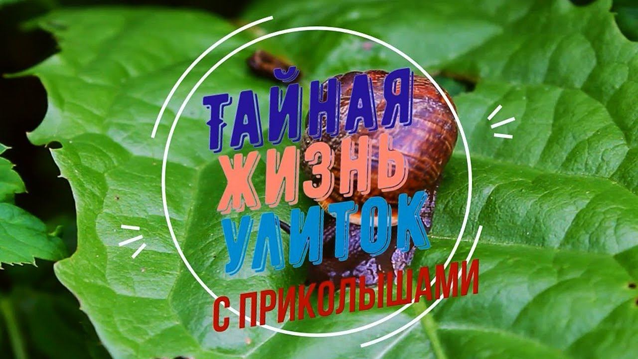 Тайная жизнь улиток. От Обжорства до Побега.