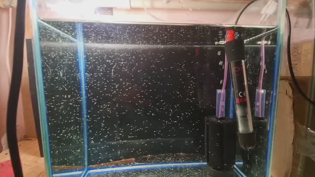 Второй день на плаву. Забросил соль Гуппи