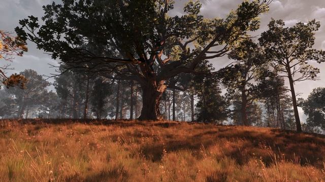 Грустная музыка и атмосфера Велена в The Witcher 3. [4К]