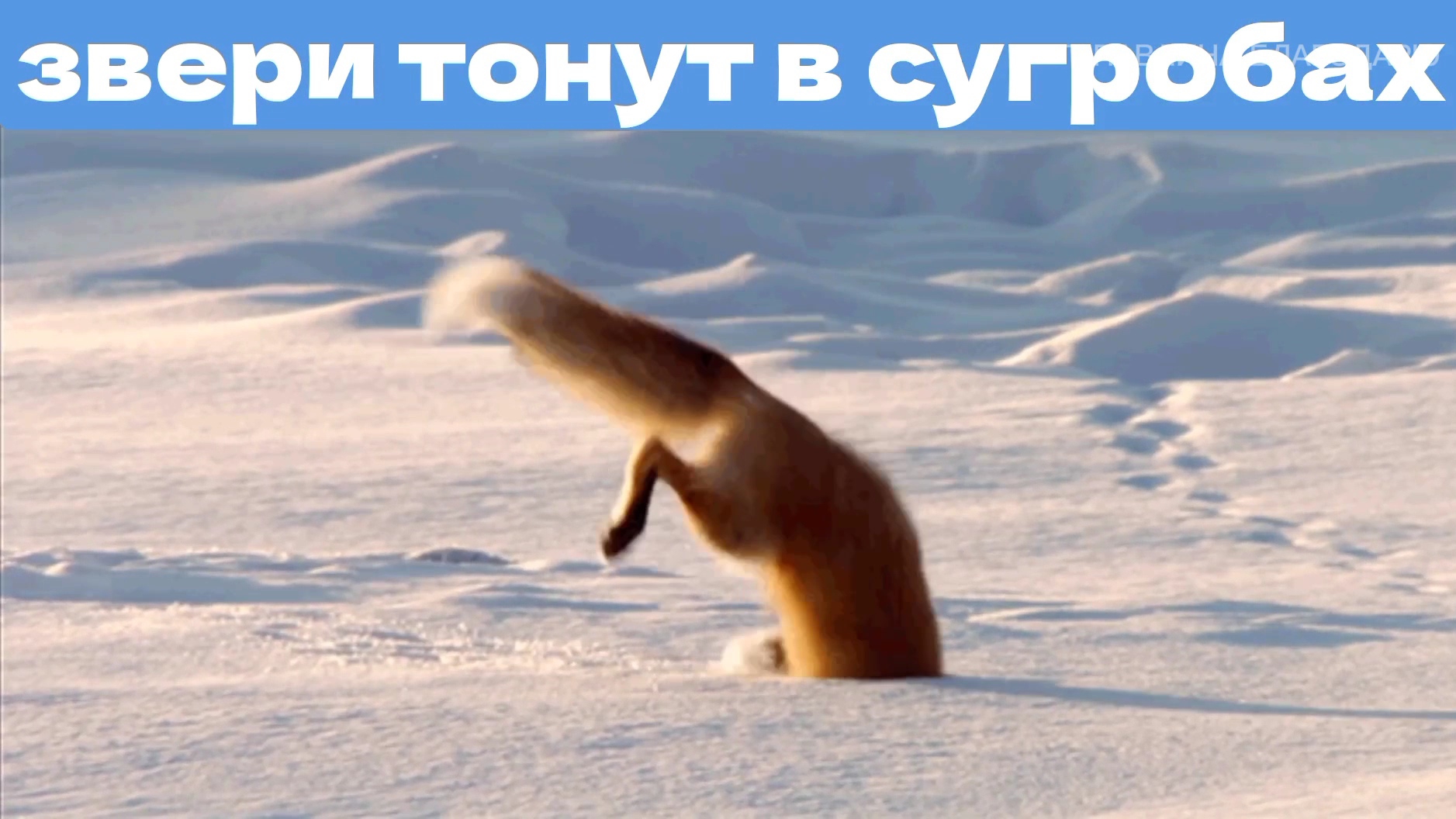 Звери тонут в сугробах. Зима.