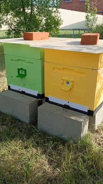 второй пойманный рой