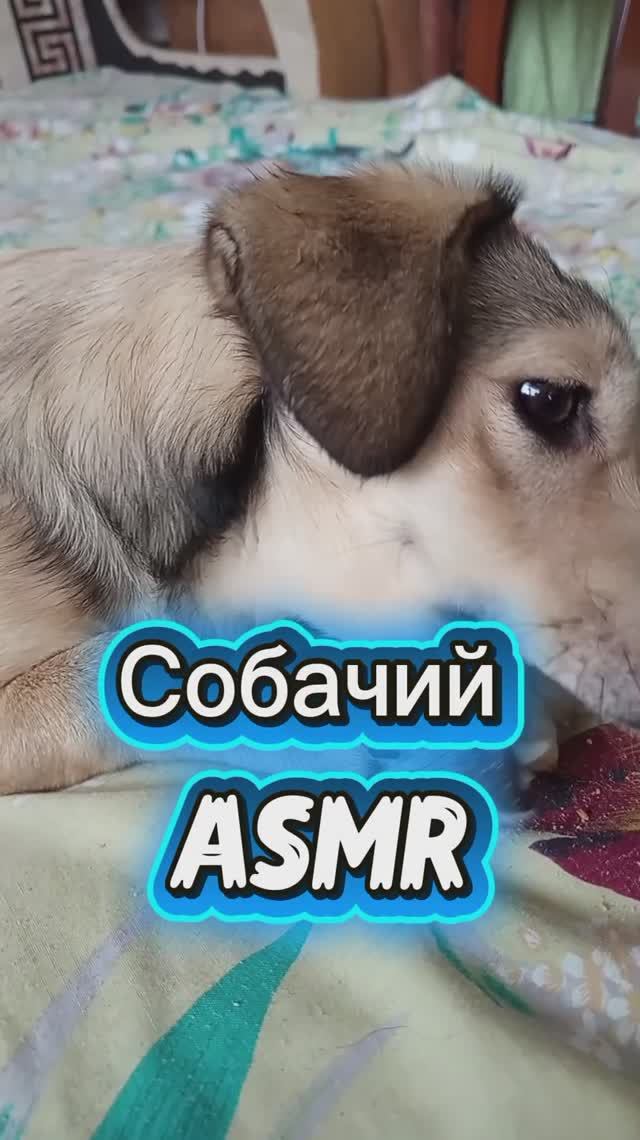 Собачий ASMR! Щенки хрустят сухариками