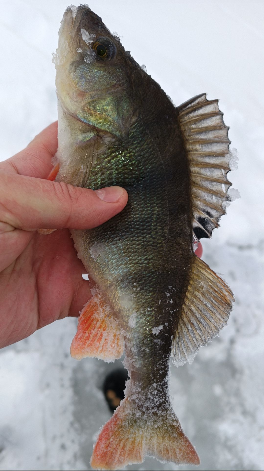 Моя первая рыбалка в 2026 ☺️☝️ открылся!