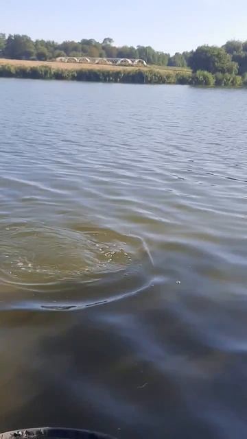 карпик у товарища