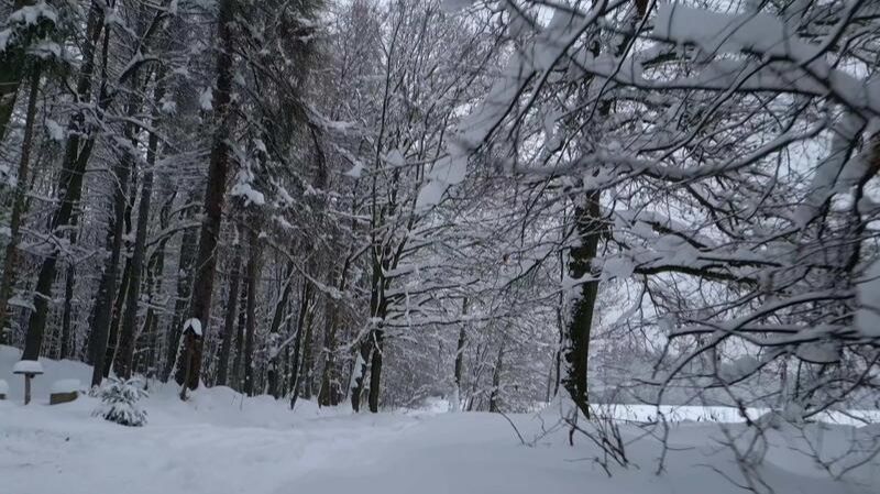 Прогулка по зимнему лесу. Хруст Снега и Пение Птиц для Релаксации.