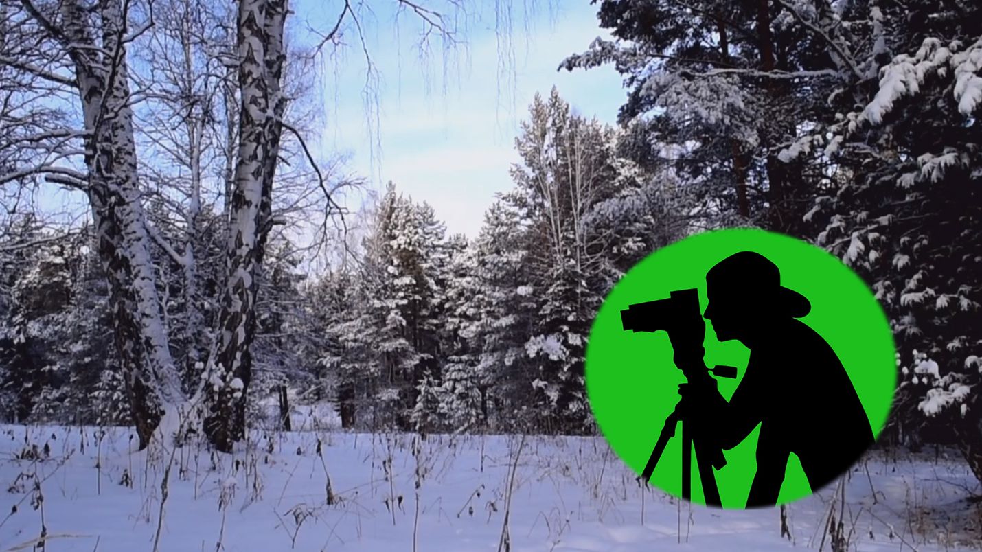 Расслабляющая музыка и зимний лес / Видео для отдыха и медитации, крепкого сна