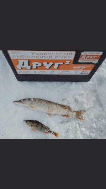 Сегодня порыбачил на жерлицы🎣 Сработок мало, удалось поймать не плохую щуку и хорошего окуня👍