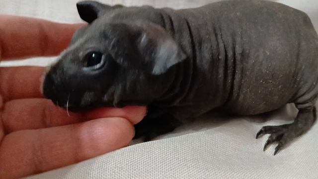 морская свинка скинни, чёрная с белым, возраст 1 месяц, питомник Zlato Vlaska