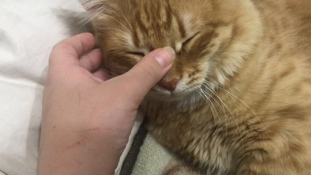 Кот Мурыш в новом году.