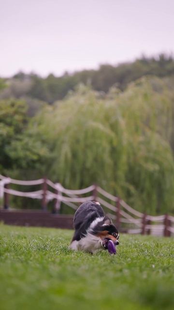 Игра в диск, трюки, роллы, ловля