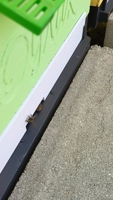 продолжение по пойманным роям