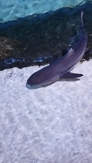 Что это за рыбо в Объединённых Арабских Эмиратах?