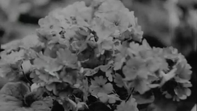 1938. Мировые новости Венгрии вып. 740 (начало телевиденья).