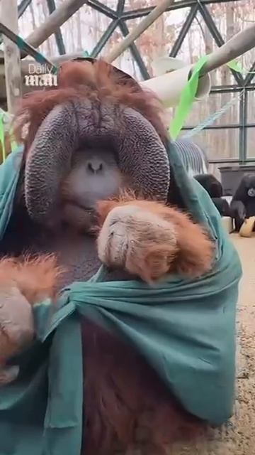 🤣 Смотрите, как забавная обезьяна демонстрирует недюжинный «такелажный» талант — завязывает узел!