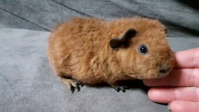 морская свинка американский тедди, золотой, калифорния, ч.п., возраст 1 месяц, питомник Zlato Vlaska