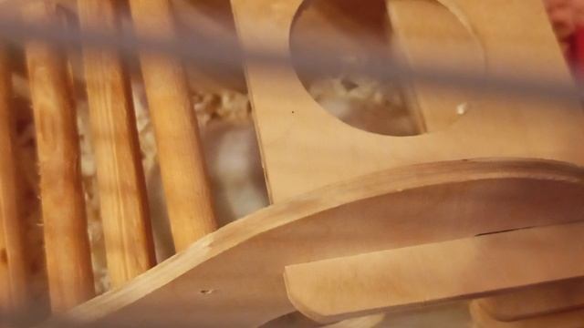 у хомяки день рождения 🎉