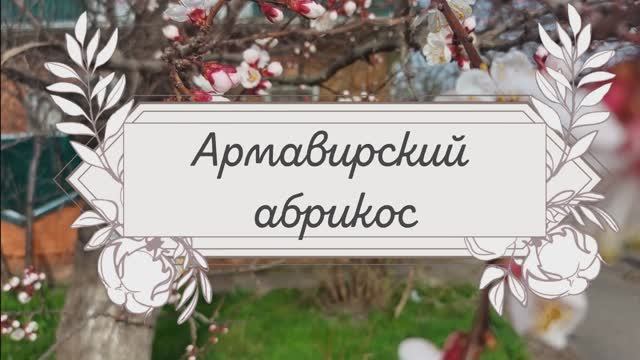 Армавирский абрикос.