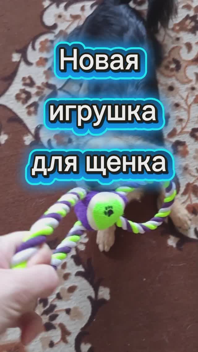 Как у неё голова не отрывается? Игрушка для собаки
