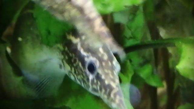 Мы любим креветок