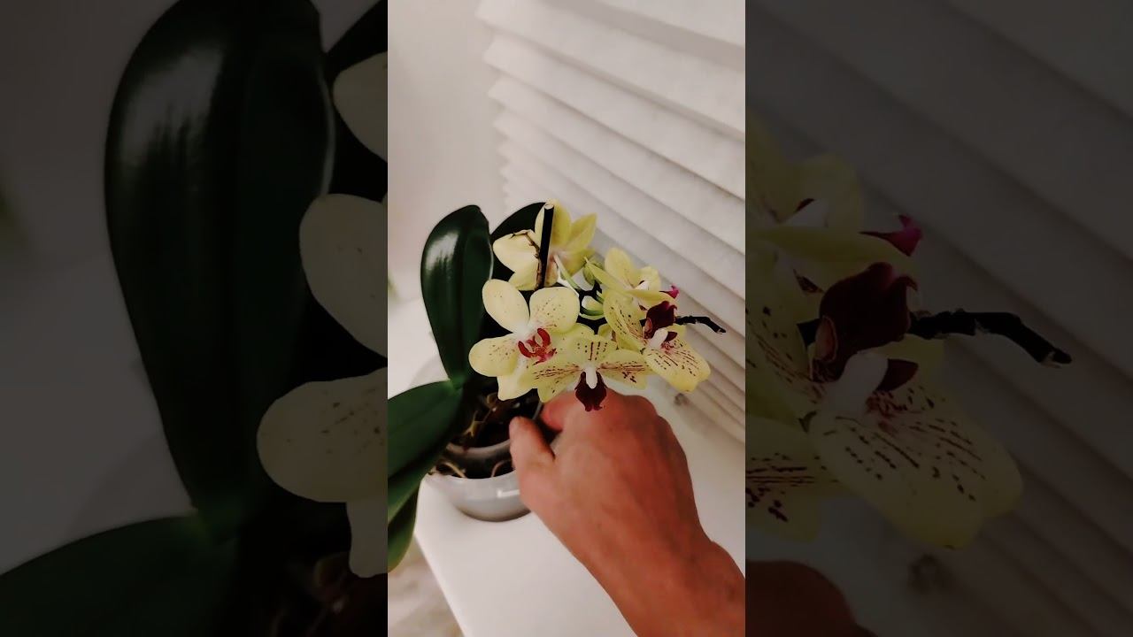 Дарите женщинам цветы. #купитьцветы #жена