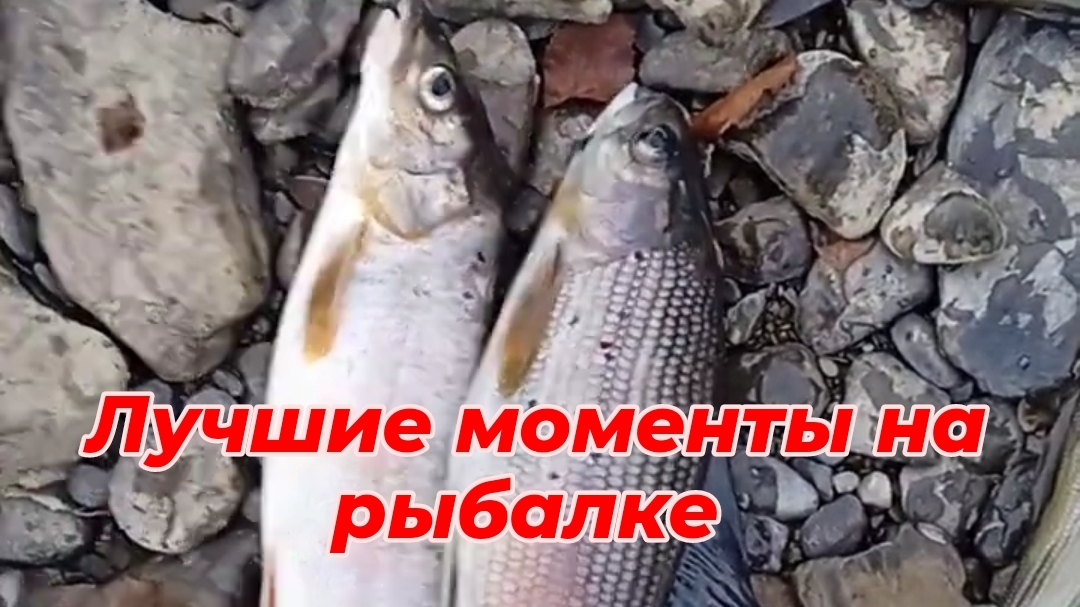 Лучшие моменты на рыбалке.