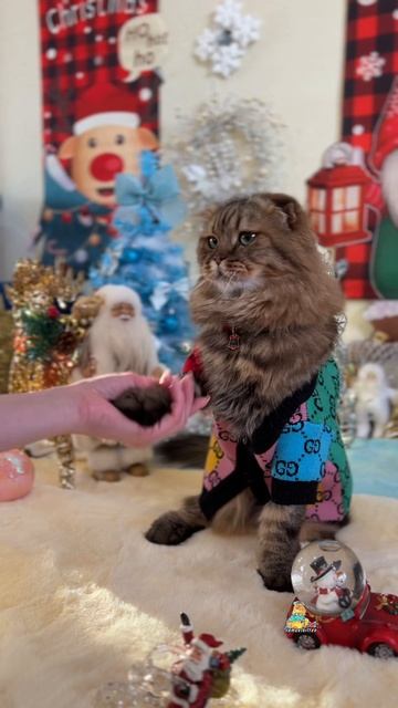 А какие команды знают ваши питомцы?😸 #котики #команды #питомцы