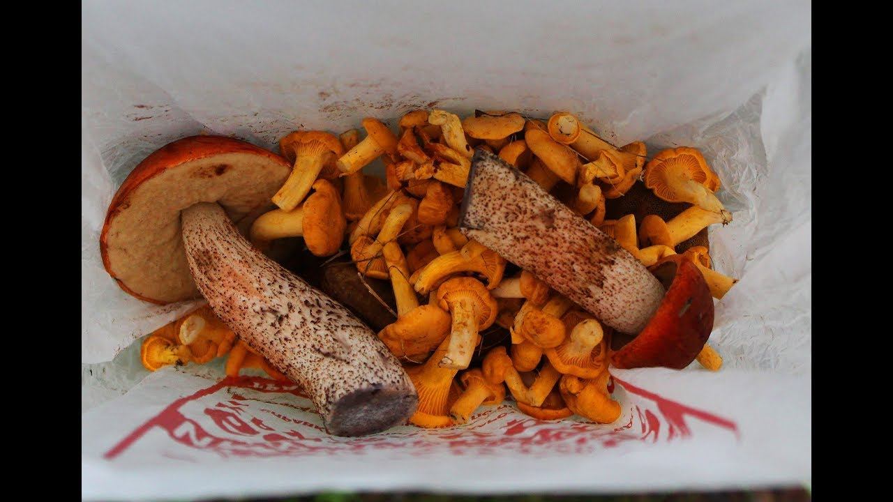 Грибы-2019! Открытие летнего сезона.