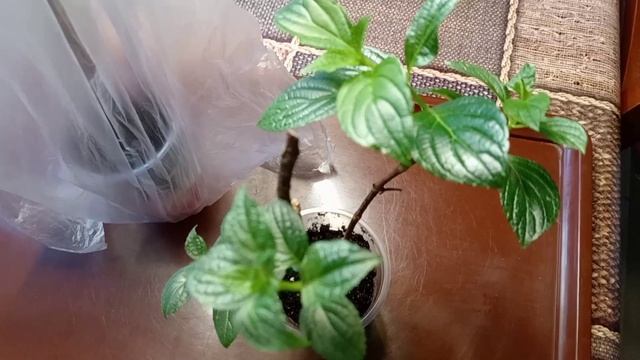 ГОРТЕНЗИЯ.  РАЗМНОЖАЮ  ЧЕРЕНКАМИ.