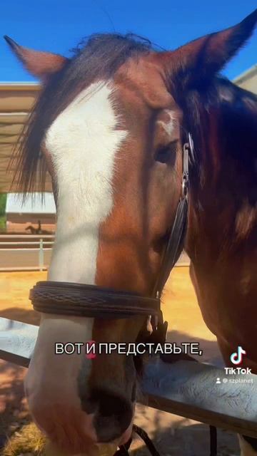 Чтобы повезло в 2026 - в году Лошади