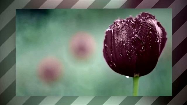 Emil Nikitin - Moments in Life