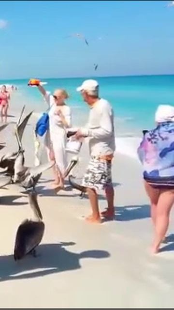 Голодные пеликаны