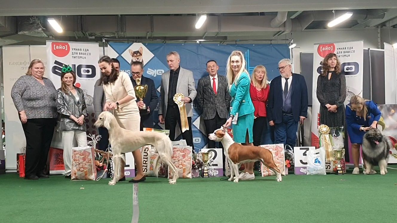 21.12.2025,СПб. Клуб "Невский Фаворит" (РКФ,РФЛС). Выставка "НОВОГОДНИЙ ЗВЕЗДНЫЙ МАРАФОН" (САС,ЧРКФ)