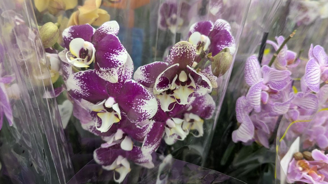 09-01-2026.Прогулка по Оби Мега Парнас..Орхидеи и другие цветы.