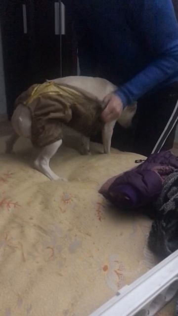 Одевание Шады